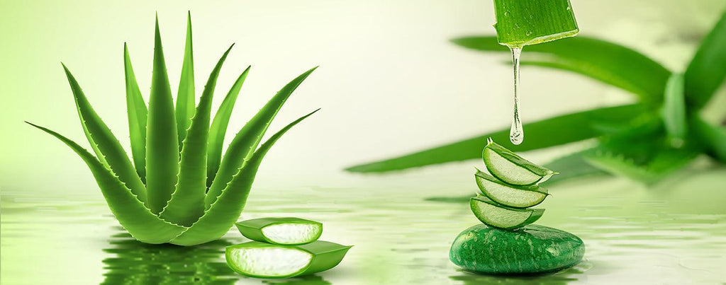 Aloe vera – Keya Seth Aromatherapy
