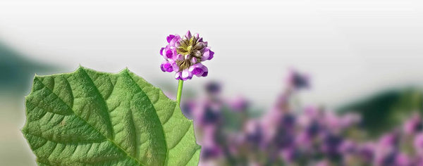 Bakuchi oil – Keya Seth Aromatherapy